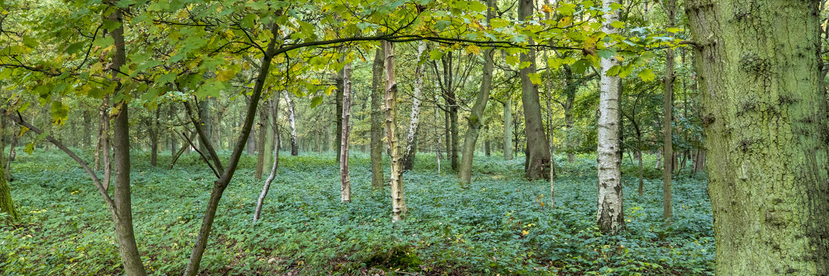 Outdoors Essex Climate Commission