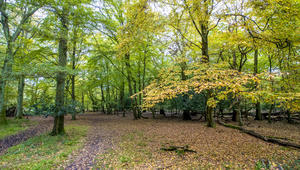 The Essex Local Nature Partnership | Essex Climate Commission